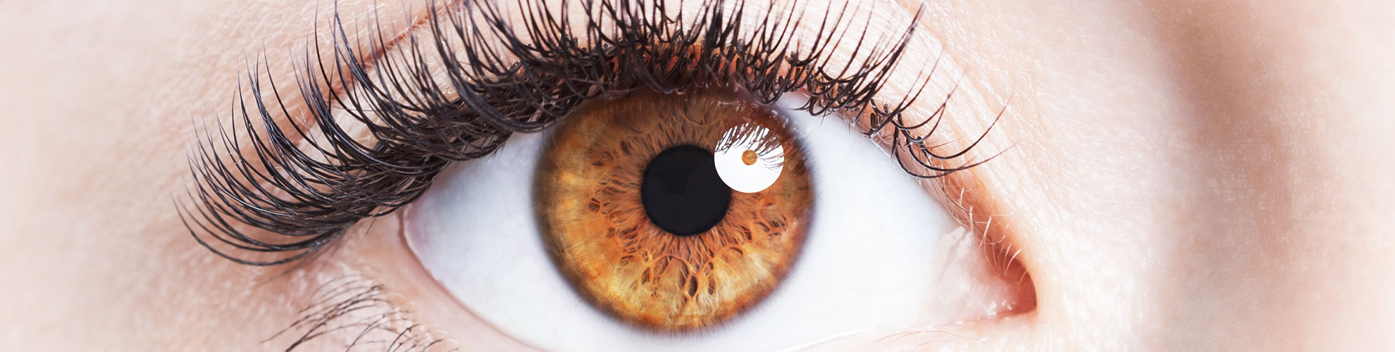 Introduction to the Eye | Dickson Eye Health